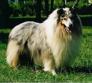 Accueil - Elevage De cathyja - colley poil long - Rough collies